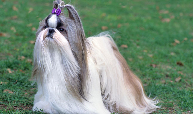 El Perrito Cojo :: El Mundo de Esteban